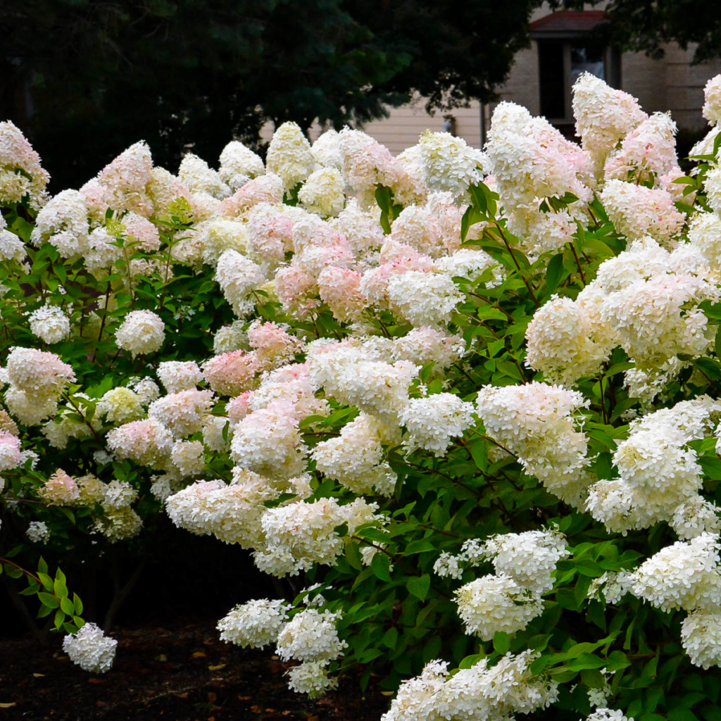 _PAG_HYDRANGEA PANICULATA ‘BOMBSHELL’ – Urban Blossom Nursery