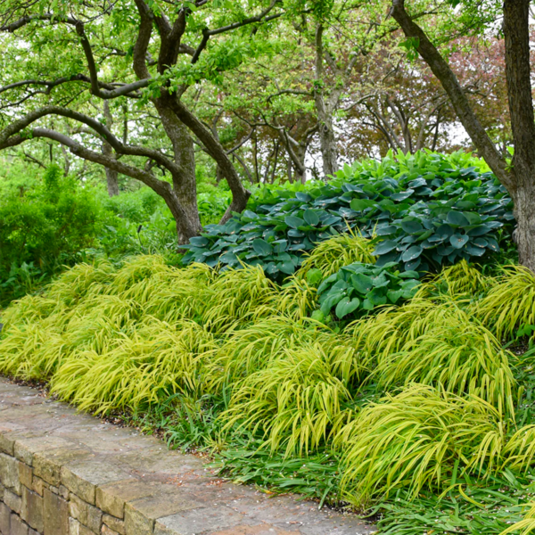 _PAG_JAPANESE FOREST GRASS – Urban Blossom Nursery